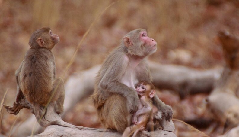 Monkeys = Good At Math - The Dodo