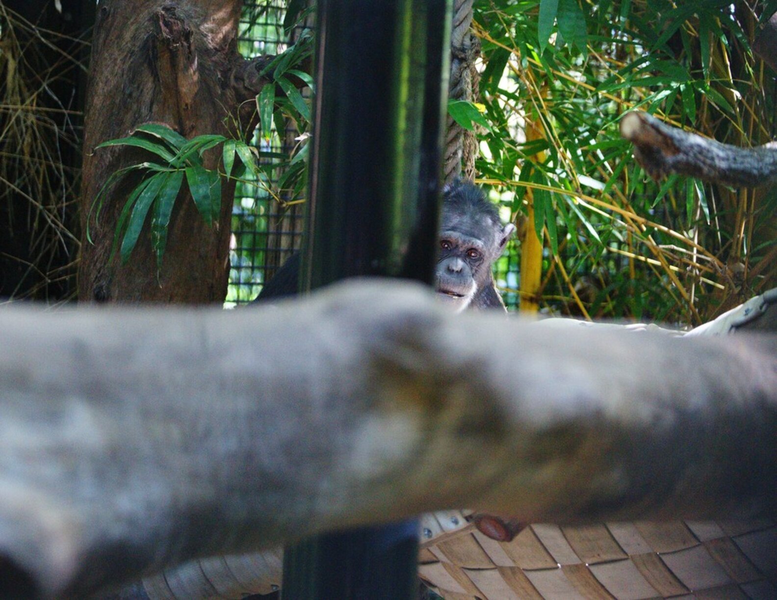Captive Chimpanzee Plays The Blues Inside Her Cage - The Dodo