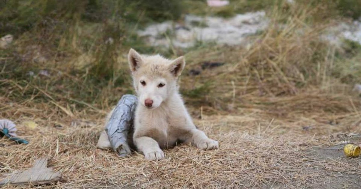Neglected Sled Dog Saved With Makeshift Cast - The Dodo