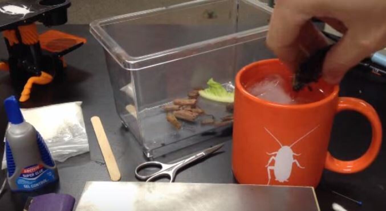 World’s Worst Toy Kit Lets You Turn A Cockroach Into A Robot - The Dodo