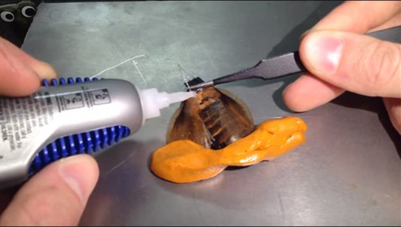 World’s Worst Toy Kit Lets You Turn A Cockroach Into A Robot - The Dodo