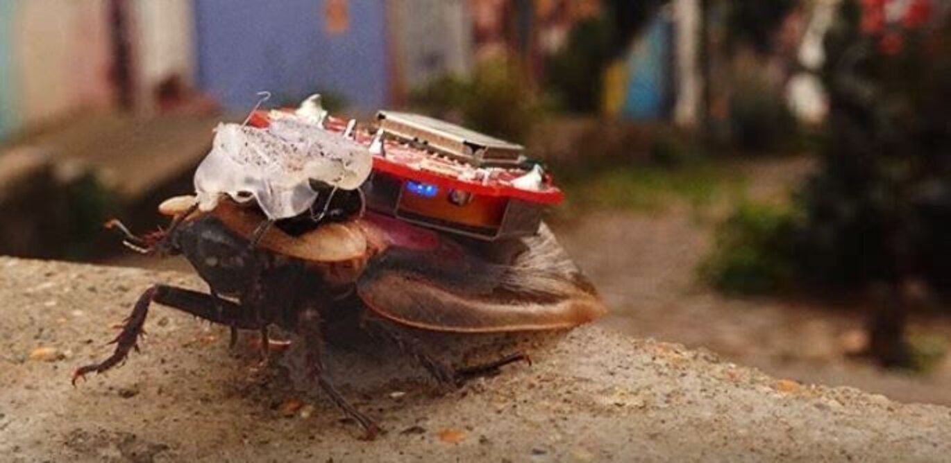 World’s Worst Toy Kit Lets You Turn A Cockroach Into A Robot - The Dodo