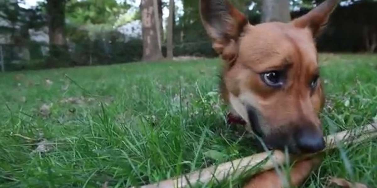 Watch This Three-Legged Dog's Face As She Makes A Remarkable ...