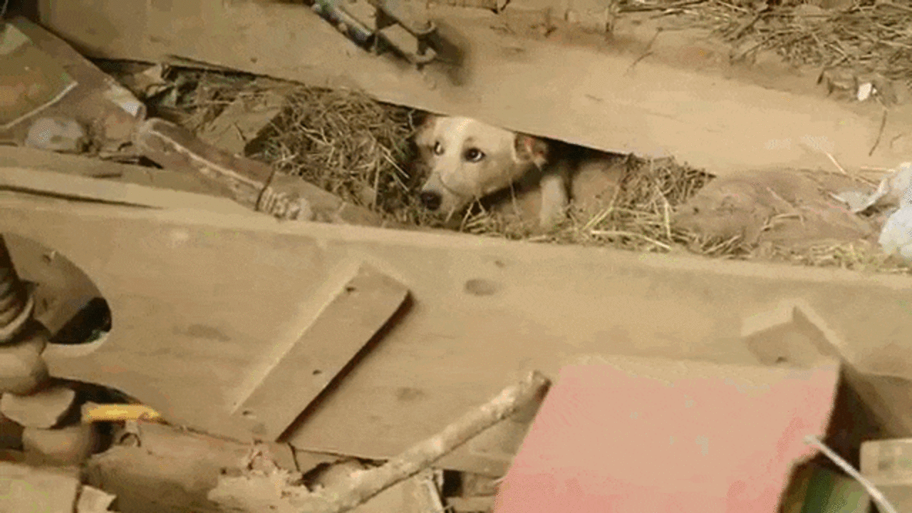 Watch This Three-Legged Dog's Face As She Makes A Remarkable ...