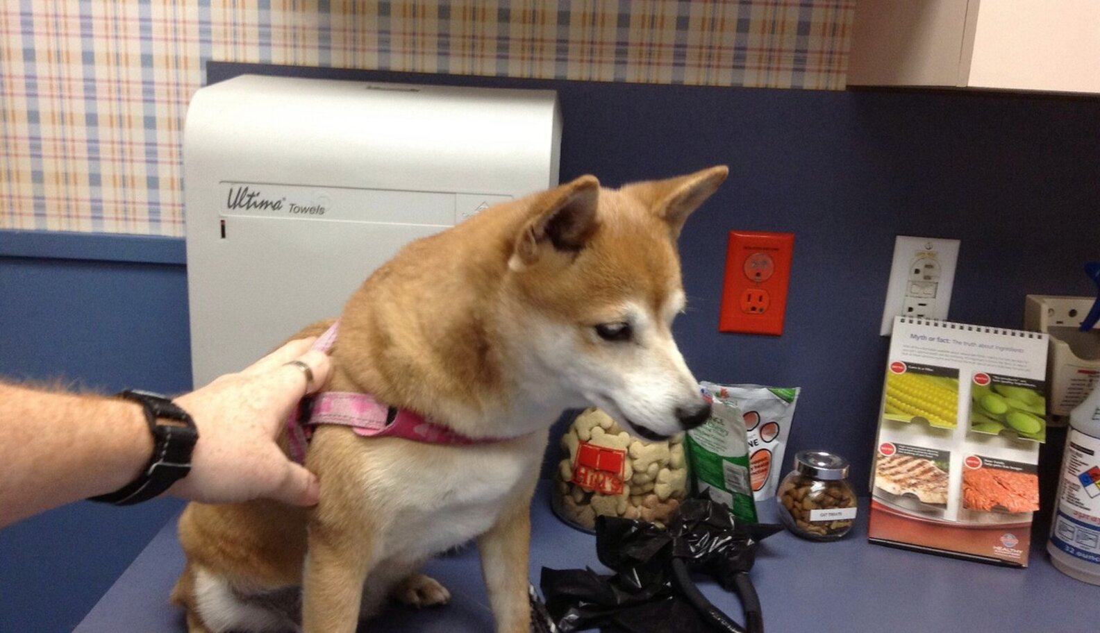 10 Questions You Should Always Ask A Pet Sitter - The Dodo