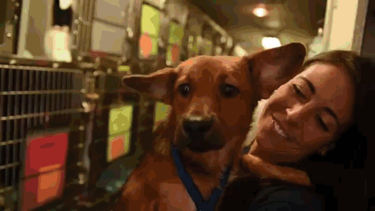 Watch This Three-Legged Dog's Face As She Makes A Remarkable ...