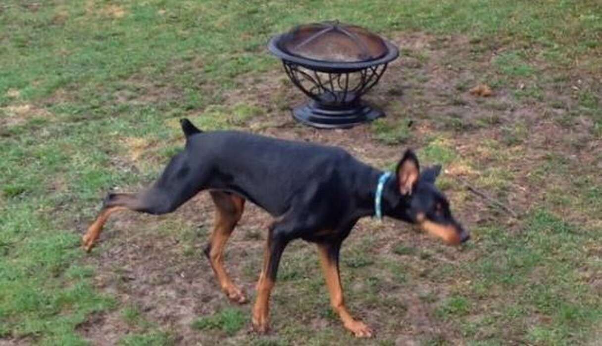 Why Do Dogs Try To Bury Their Poop