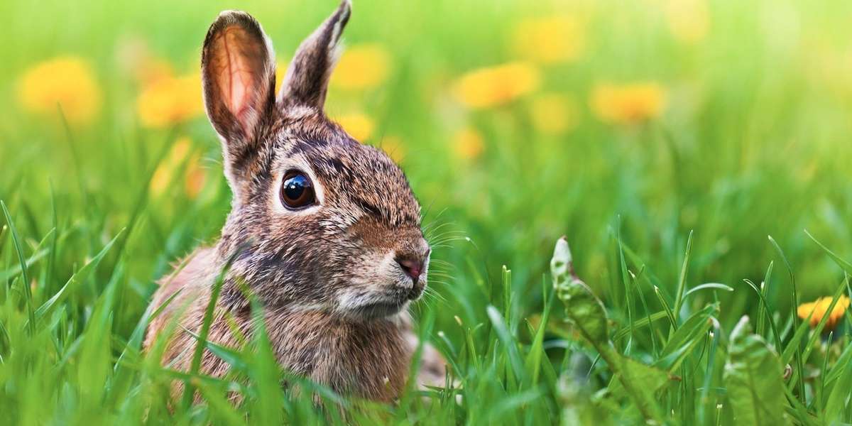 What Does A Bunny Have To Do With Easter? - The Dodo