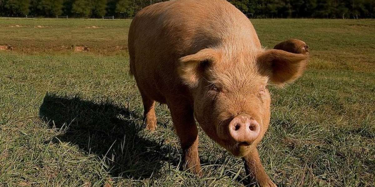 Why We're Fighting Ag-Gag Laws, And You Should Too - The Dodo