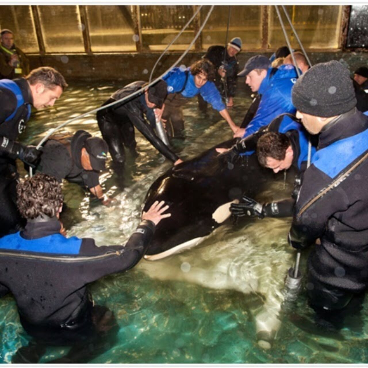 Dear Seaworld ! Open letter about #AskSeaWorld I wanted to tweet to you ...