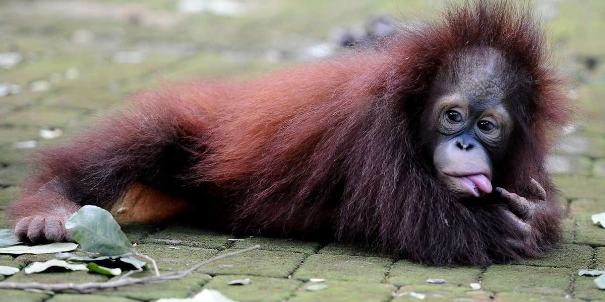 The Cutest Orangutan Brothers To Have Ever Lived Were Released Back ...