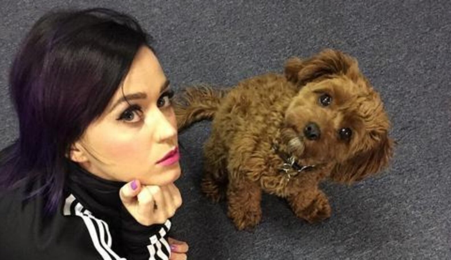 Katy Perry Holds Important Super Bowl Meeting With Her Dog - The Dodo