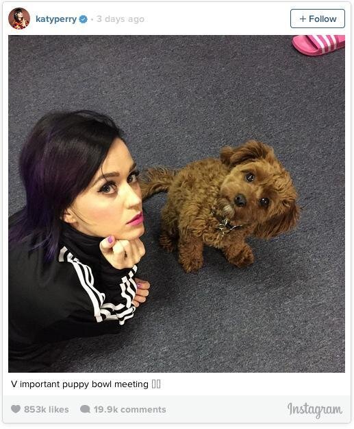 Katy Perry Holds Important Super Bowl Meeting With Her Dog - The Dodo