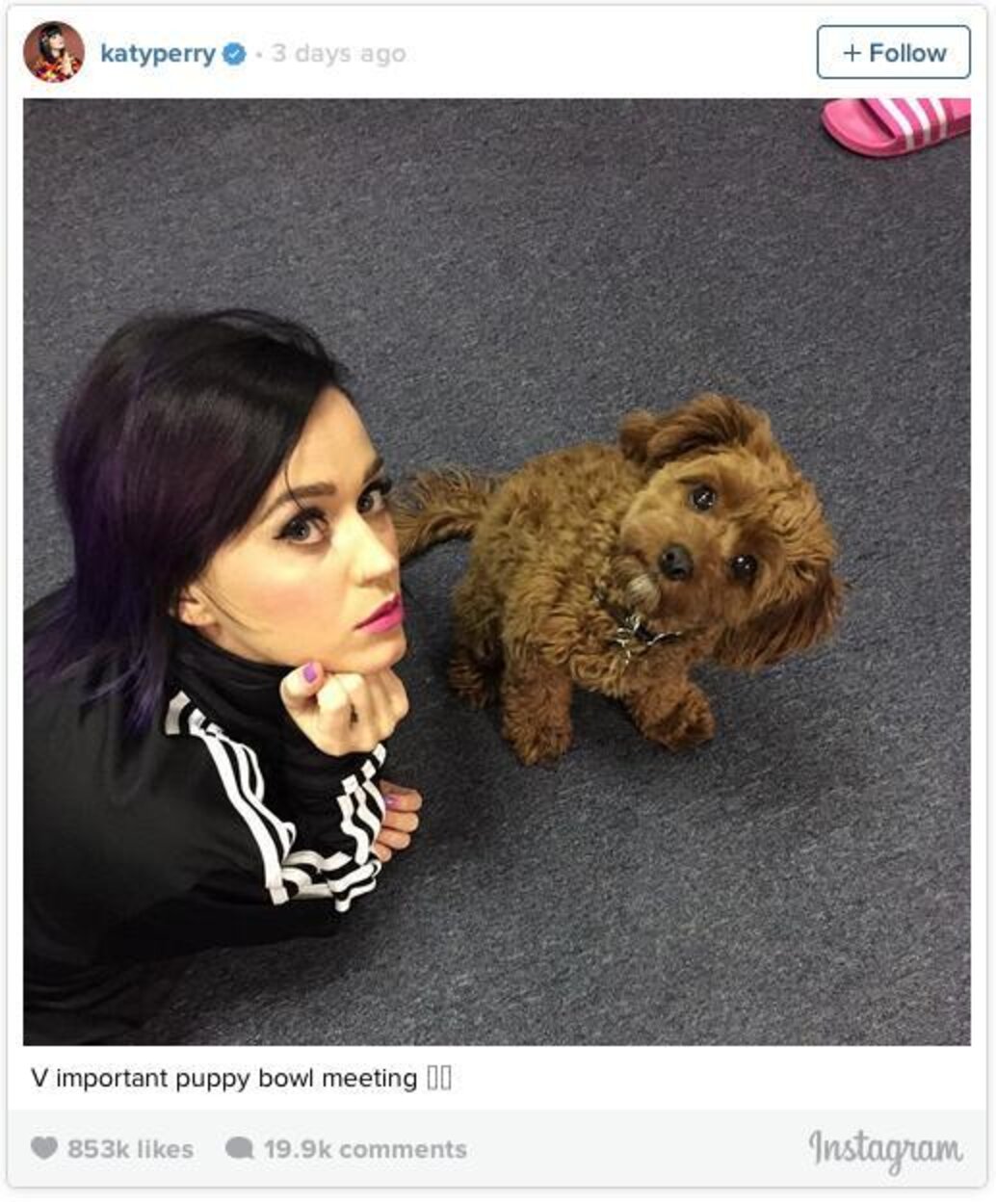 Katy Perry Holds Important Super Bowl Meeting With Her Dog - The Dodo