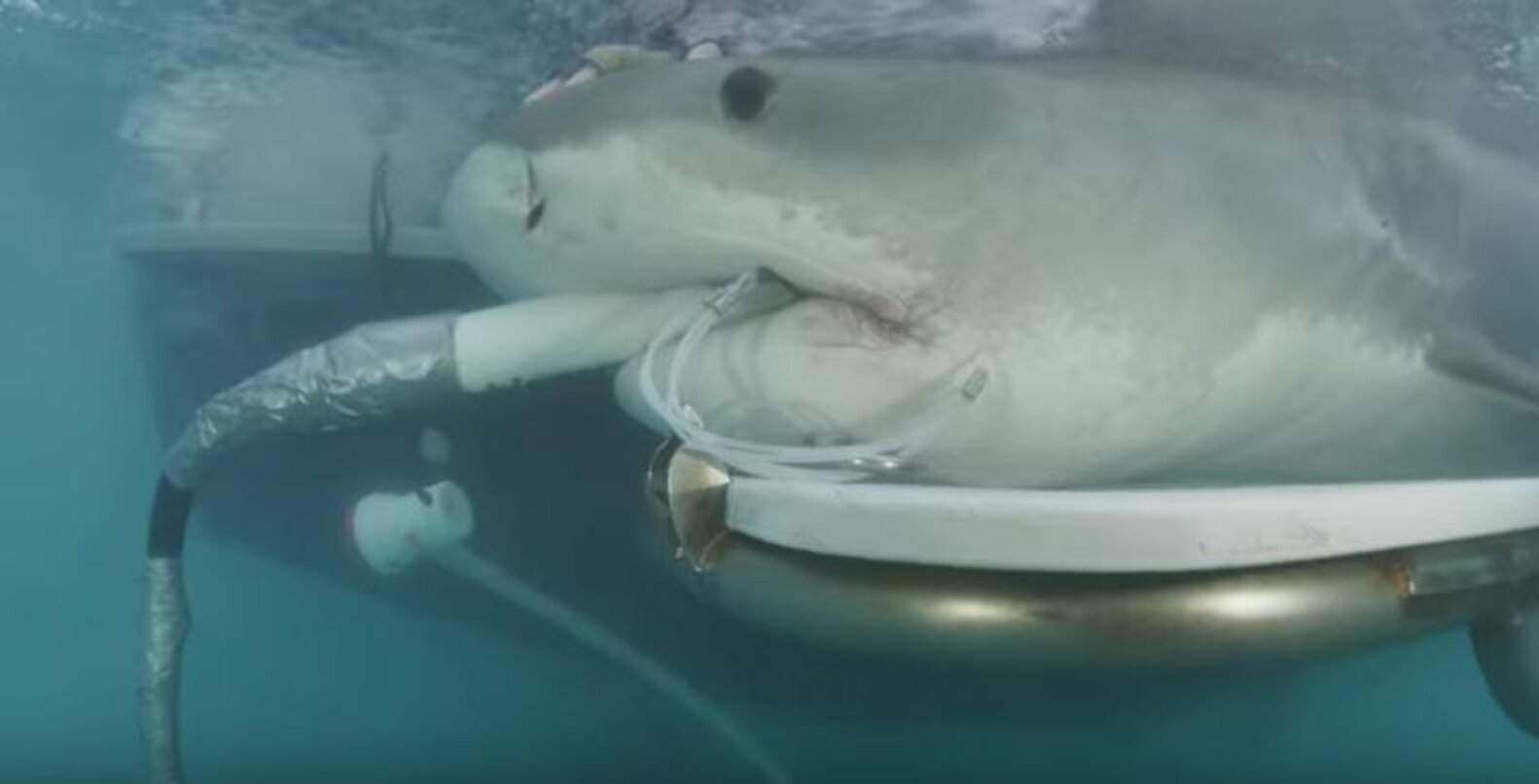 World's First Tiger Shark Ultrasound Reveals SO MANY Babies - The Dodo