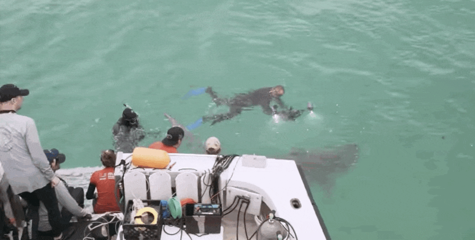 World's First Tiger Shark Ultrasound Reveals SO MANY Babies - The Dodo