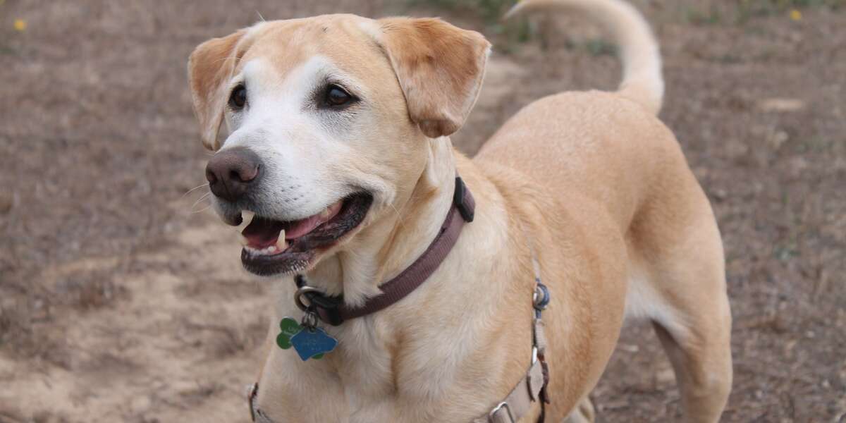 Homeless, Senior Dogs Need Your Help - The Dodo