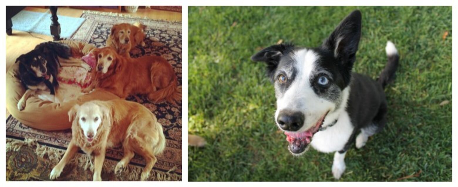 Homeless, Senior Dogs Need Your Help - The Dodo