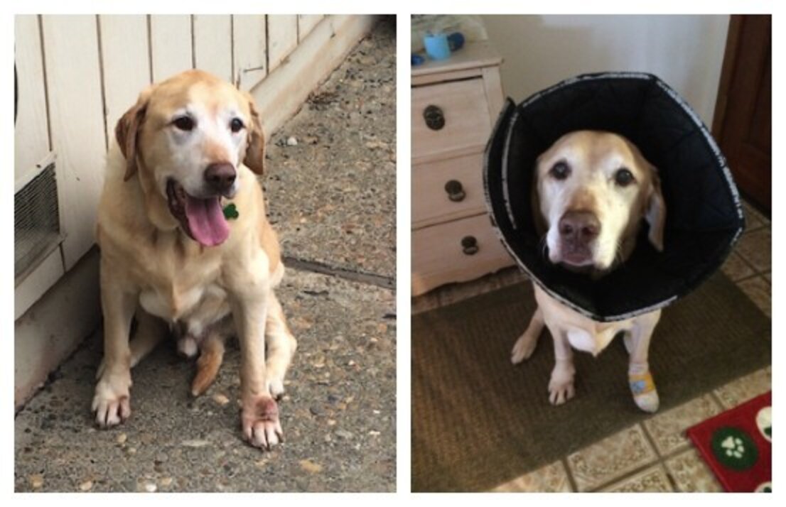 Homeless, Senior Dogs Need Your Help - The Dodo