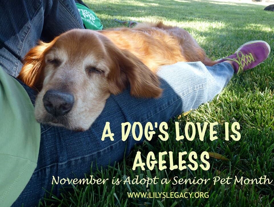 Homeless, Senior Dogs Need Your Help - The Dodo