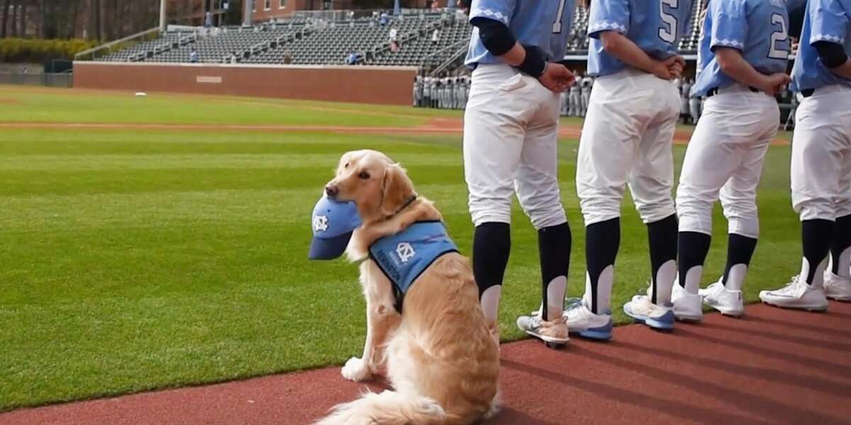 This Dog Helps UNC Athletes Get Back In The Game - Videos - The Dodo