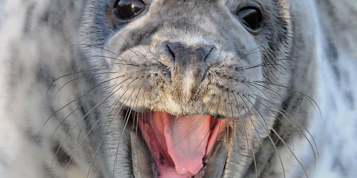 Seal Flops Into Boat, Strands Honeymooning Couple On Island - The Dodo
