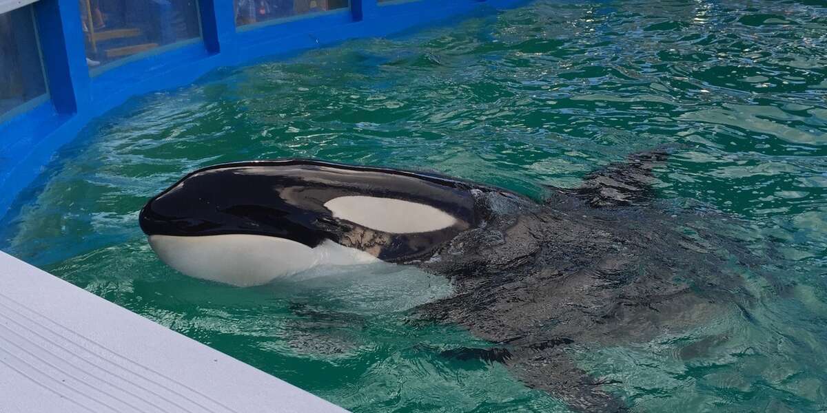 Open Letter to the Miami SeaquariumK - The Dodo