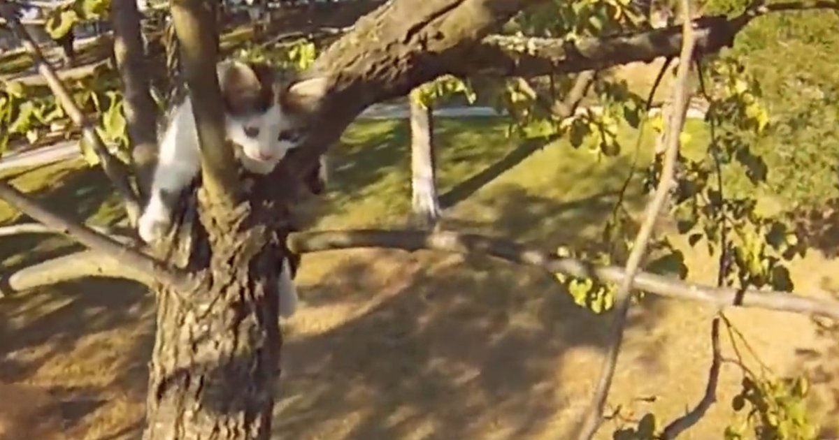 Two Kittens Are Rescued By A Pretty Cool Guy - The Dodo