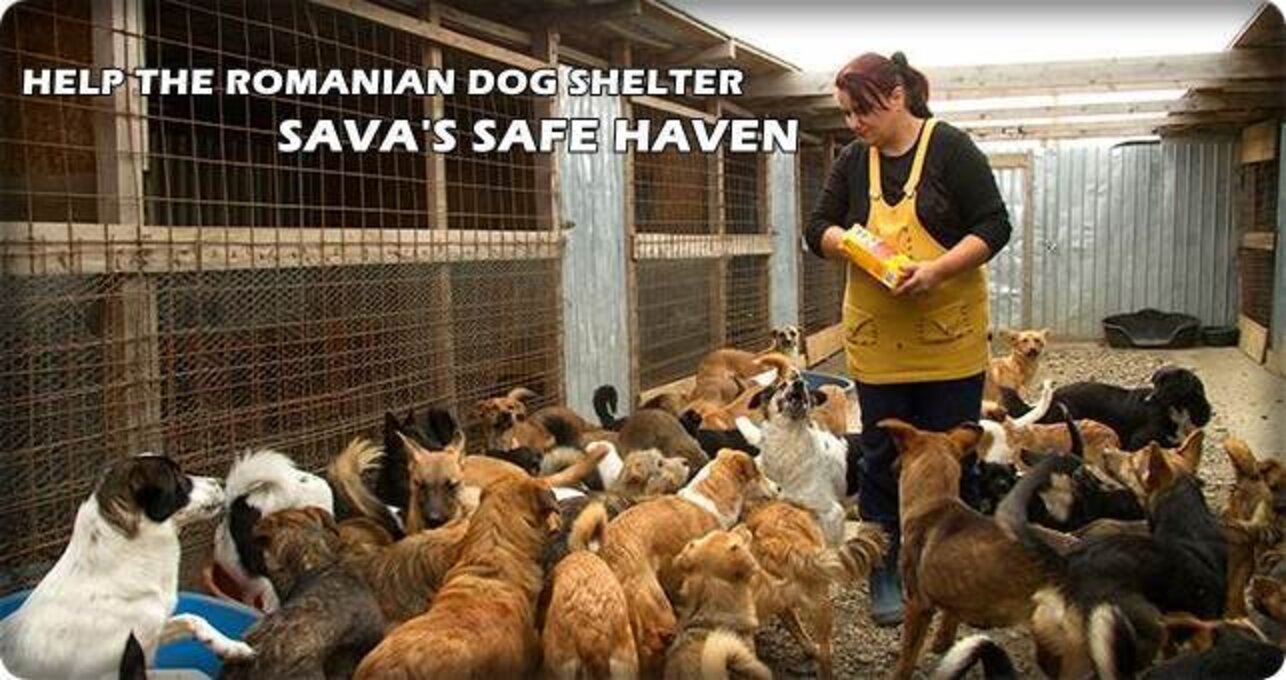 Help Sava's Safe Haven to save Romanian Strays! - The Dodo