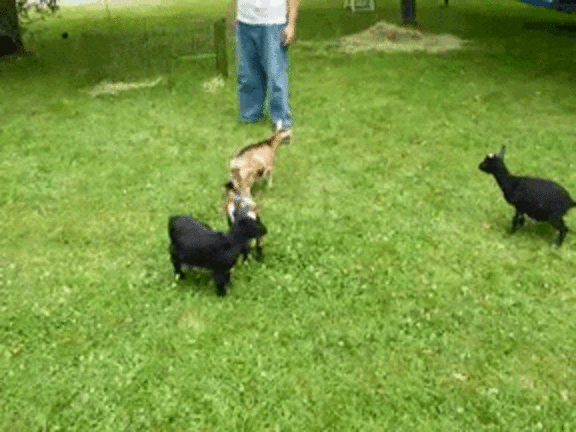 Brother-Flipping Goat Wins Best Animal GIF Of The Year - The Dodo