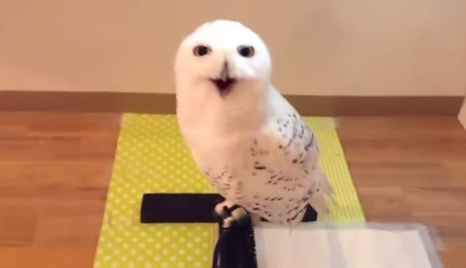 What's Really Going On With That Ridiculously Chill-Looking Bird - The Dodo