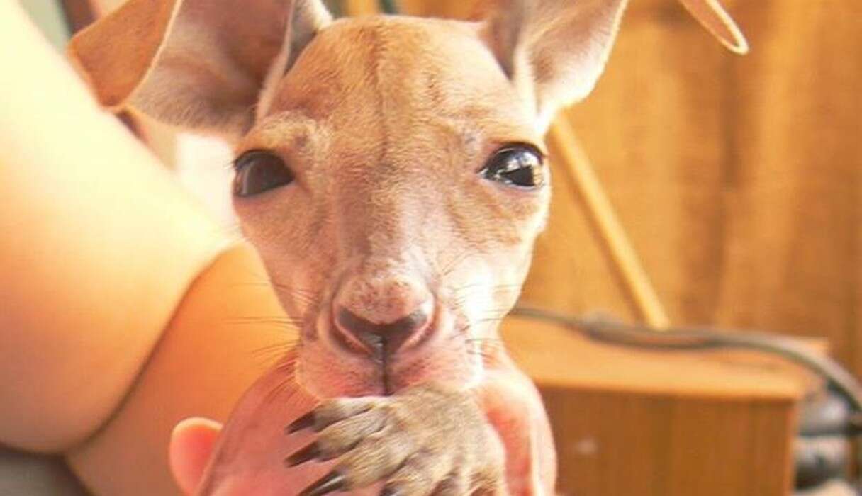Miniature Kangaroo Pet