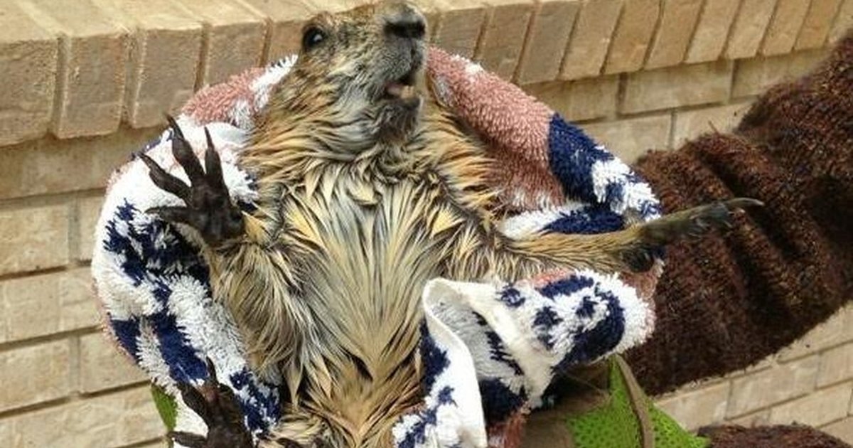 Scared Prairie Dog Found Just The Right Woman To Help Him - The Dodo