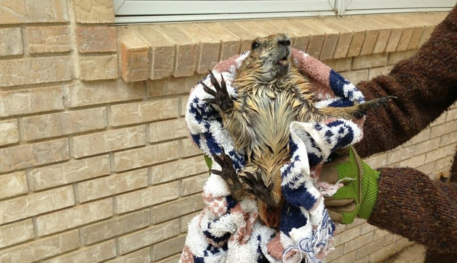 Scared Prairie Dog Found Just The Right Woman To Help Him - The Dodo