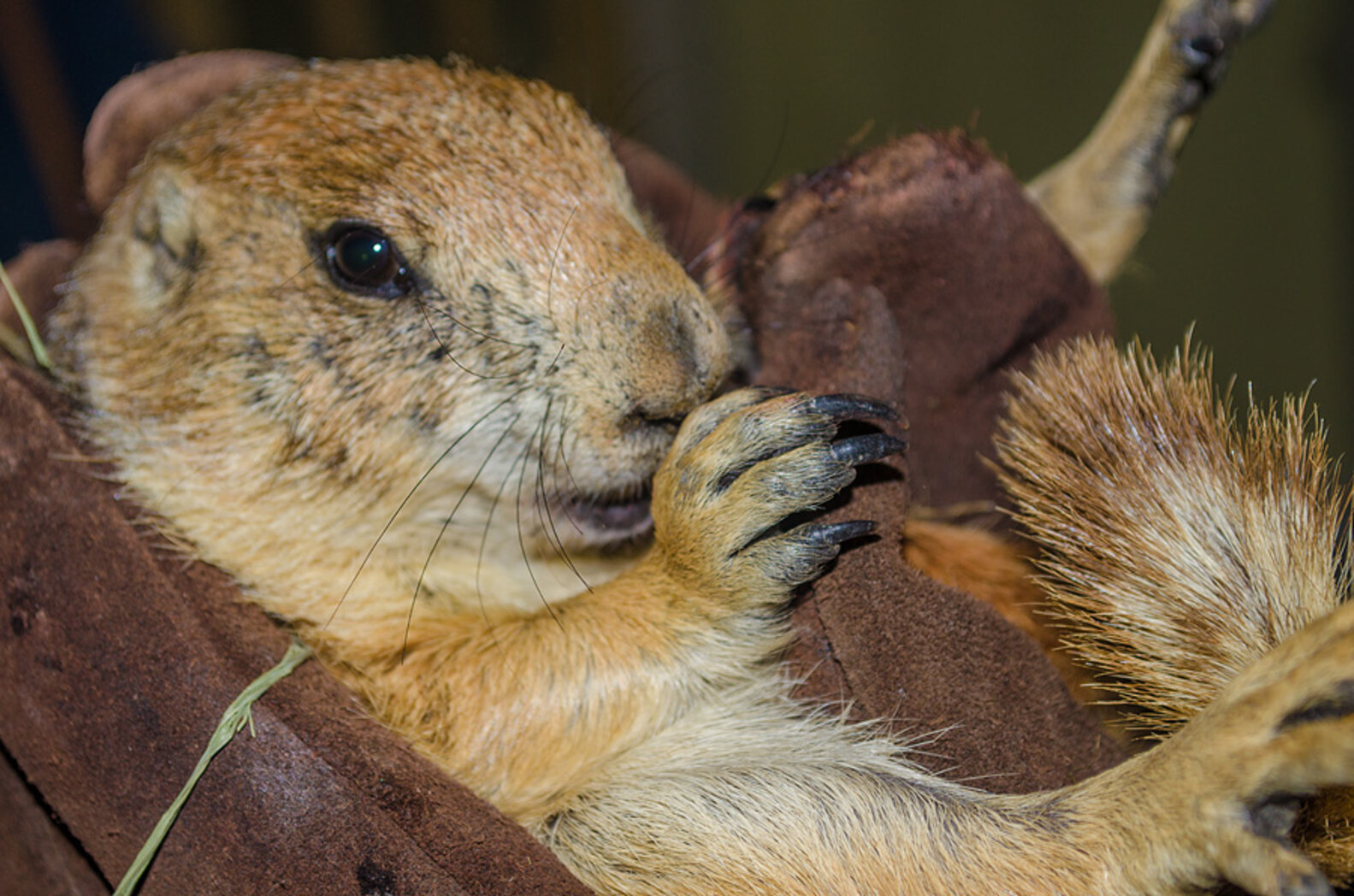 Scared Prairie Dog Found Just The Right Woman To Help Him - The Dodo