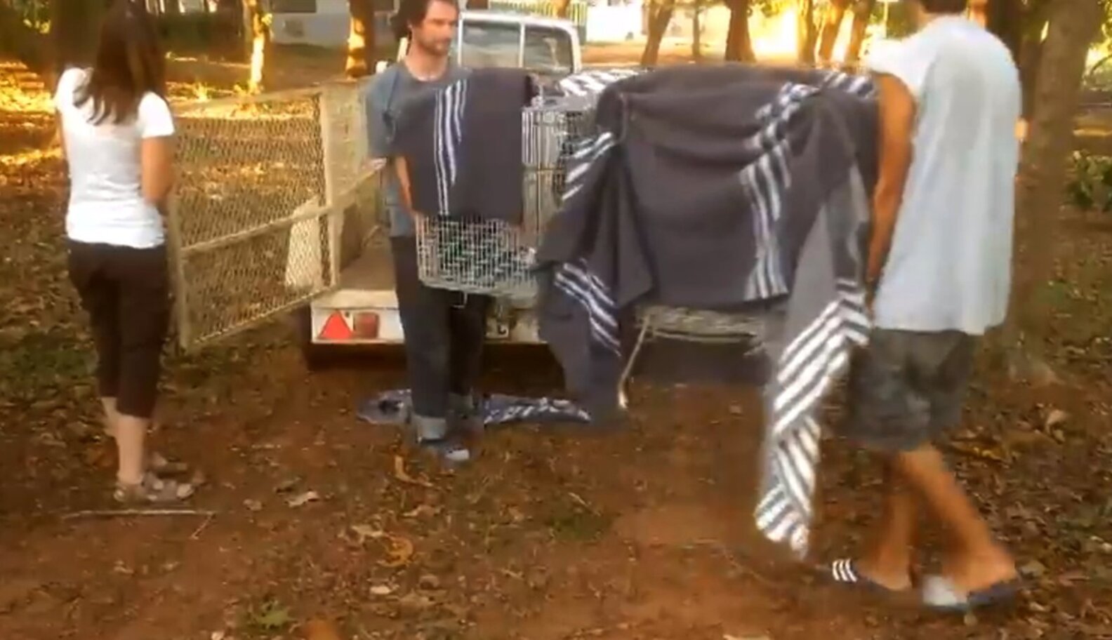 Vervet Monkey With Deep Wounds Bounds Back To The Treetops After Rehab ...