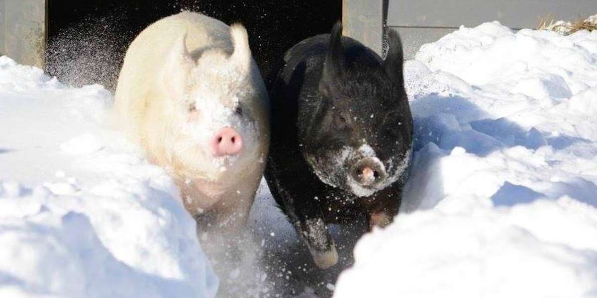 Pigs Rescued From Slaughter See Snow For The First Time - The Dodo