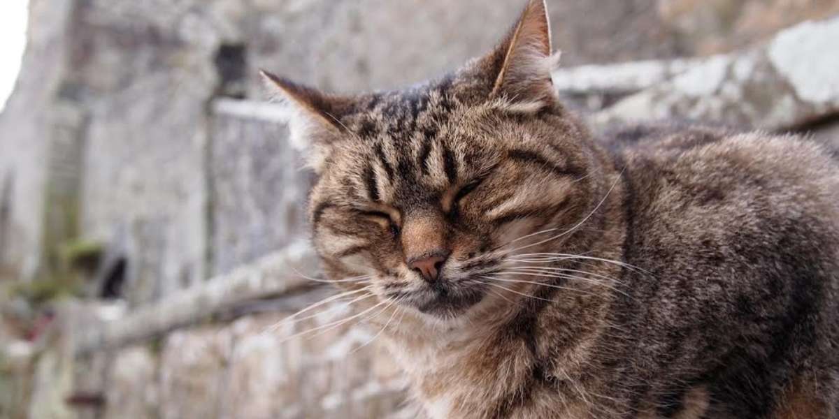 Stray Parisian Cat Offers Weary Travelers Respite - The Dodo