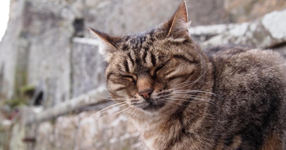 Stray Parisian Cat Offers Weary Travelers Respite - The Dodo