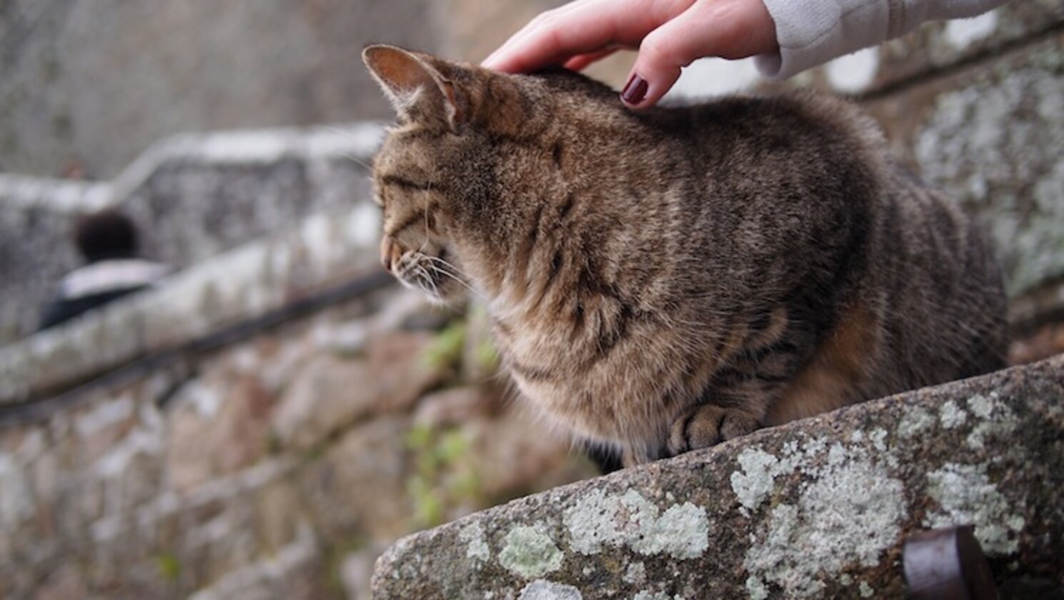 Stray Parisian Cat Offers Weary Travelers Respite - The Dodo