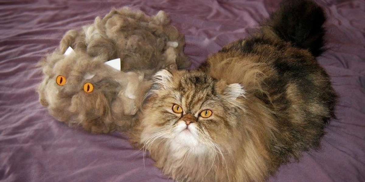 13 Cats Who Had Enough Hair To Create A Whole 'Nother Cat - The Dodo
