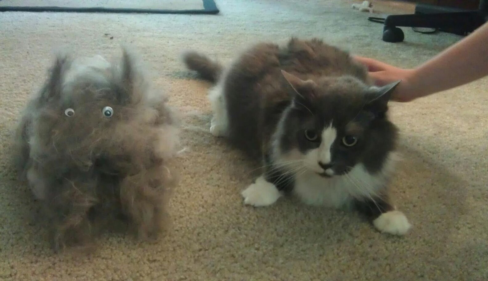 13 Cats Who Had Enough Hair To Create A Whole 'Nother Cat - The Dodo