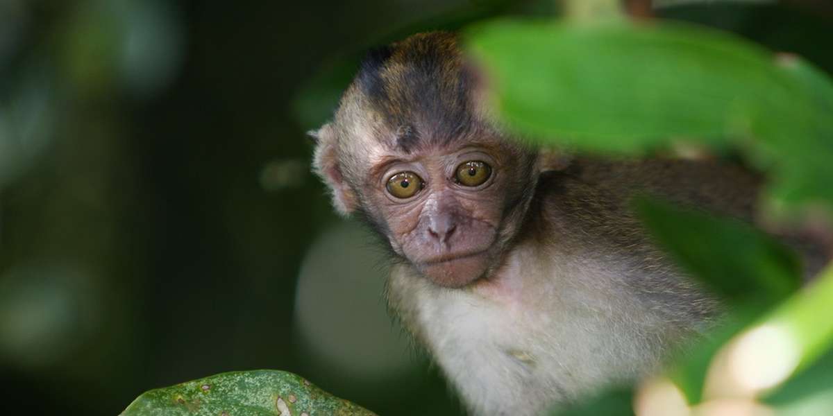 Mysterious Facility Looks To Sell Baby Monkeys For Use In Experiments ...