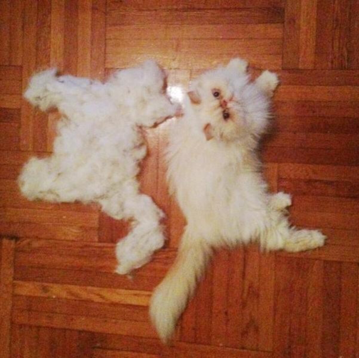 13 Cats Who Had Enough Hair To Create A Whole 'Nother Cat - The Dodo