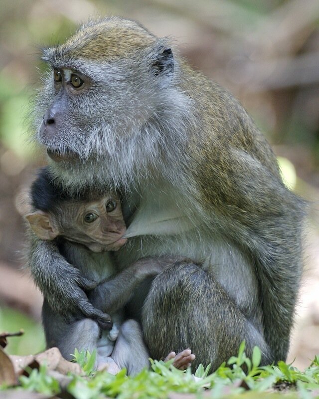 Mysterious Facility Looks To Sell Baby Monkeys For Use In Experiments ...