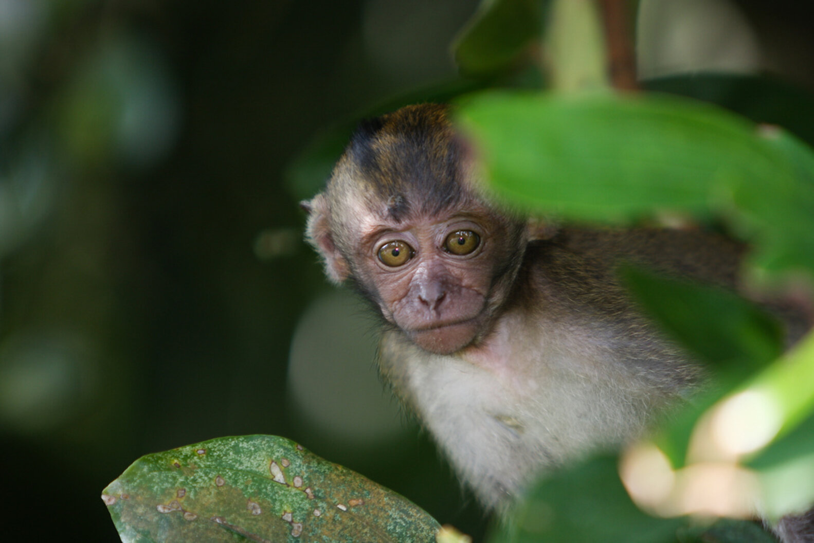 Mysterious Facility Looks To Sell Baby Monkeys For Use In Experiments ...