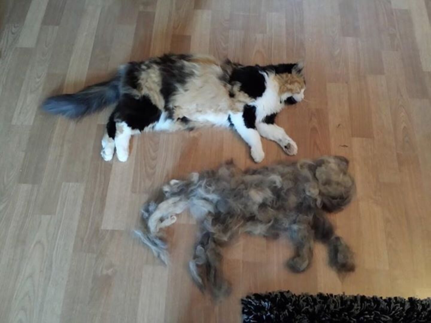 13 Cats Who Had Enough Hair To Create A Whole 'Nother Cat - The Dodo