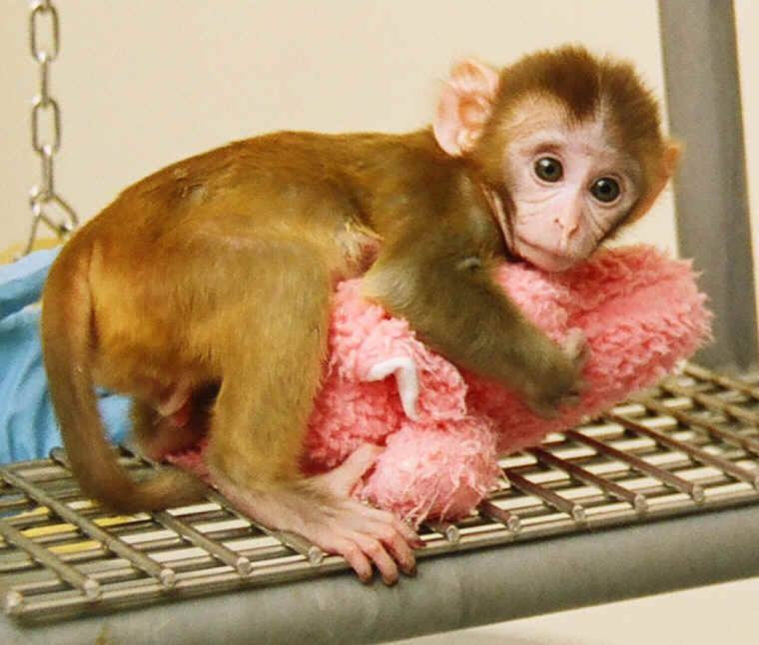 Mysterious Facility Looks To Sell Baby Monkeys For Use In Experiments ...