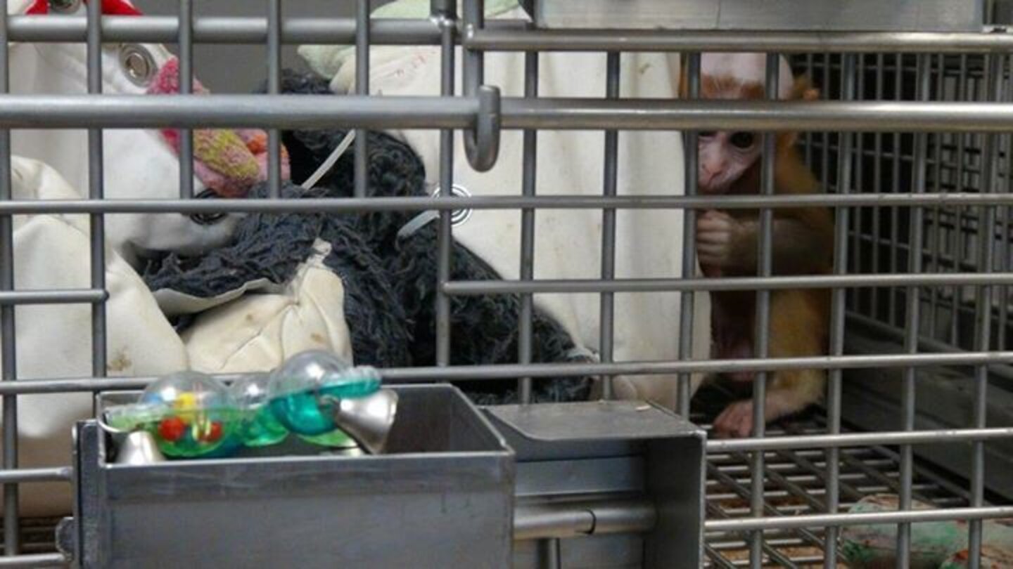 Mysterious Facility Looks To Sell Baby Monkeys For Use In Experiments ...