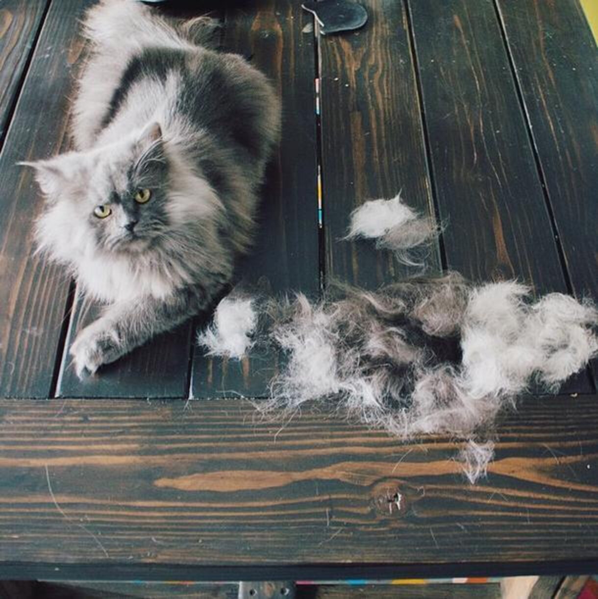 13 Cats Who Had Enough Hair To Create A Whole 'Nother Cat - The Dodo